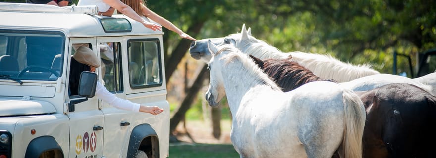47 lieux à visiter en Camargue: Que voir ? Que faire ? Carte touristique | Où et Quand