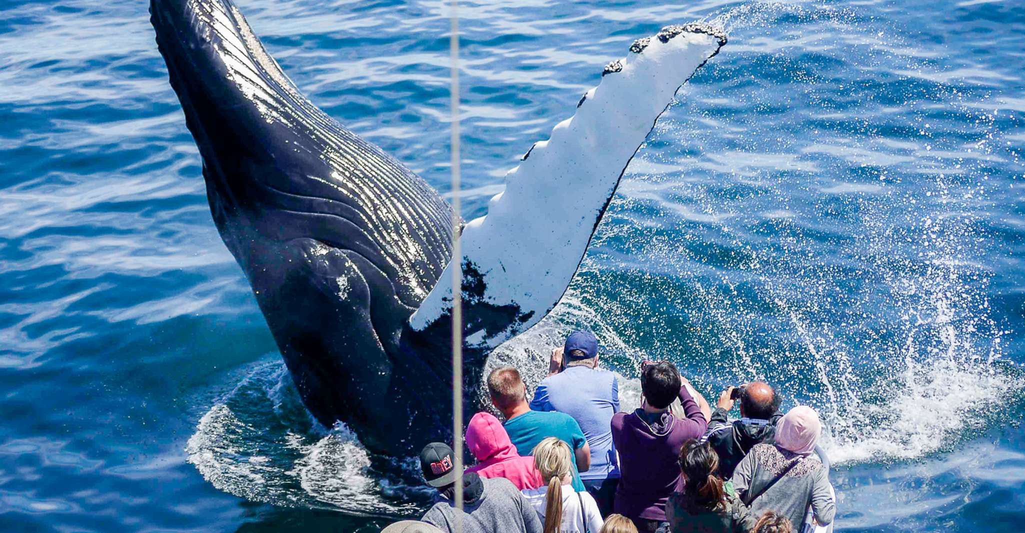 Boston, Whale Watching Catamaran Cruise | Water Activity in Boston harbor