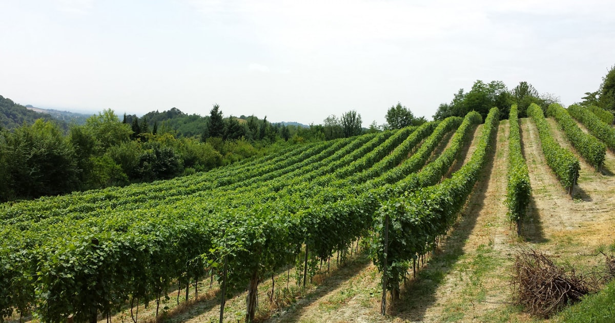 From Naples: Vesuvius Pompeii guided tour & Wine Tasting | GetYourGuide