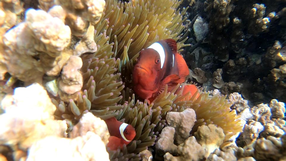 Palawan: Adventure of Dugong watching and Island Snorkeling | GetYourGuide