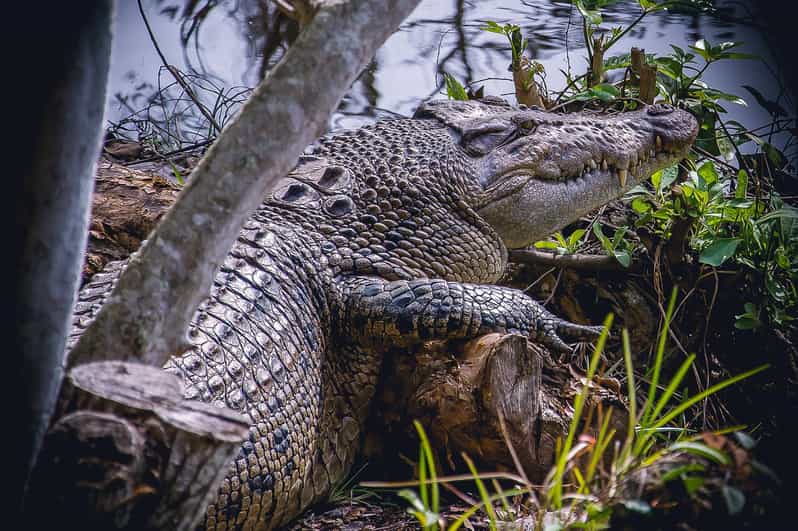 Everglades Safari Park: Airboat Tour en ingang van het park | GetYourGuide