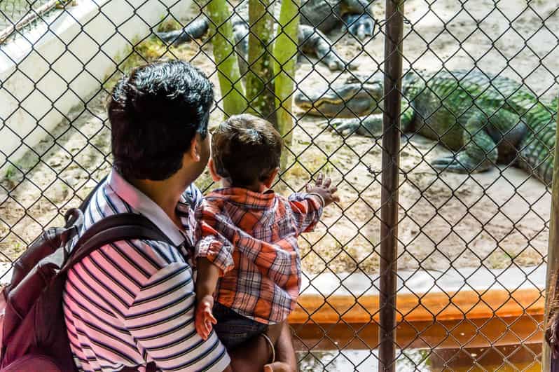 Miami: Everglades Safari Park Airboat Tour and Park Entrance | GetYourGuide