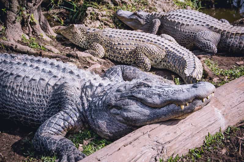 Miami: Everglades Safari Park Airboat Tour and Park Entrance | GetYourGuide