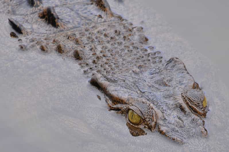 Everglades Safari Park: Airboat Tour and Park Entrance | GetYourGuide