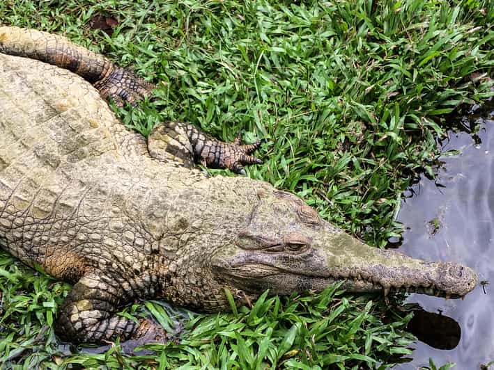 Everglades Safari Park: Airboat Tour | GetYourGuide