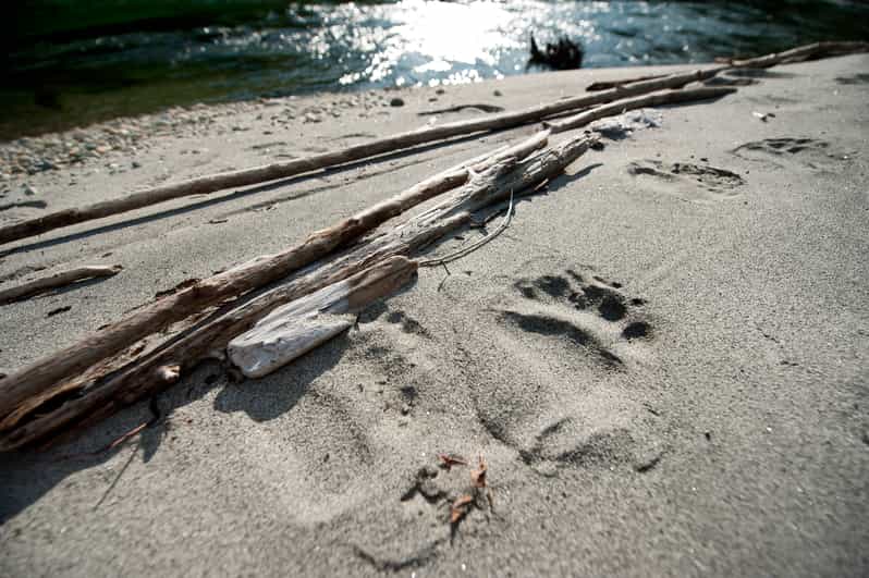 Vancouver Island: Full-Day Grizzly Bear Tour at Toba Inlet | GetYourGuide