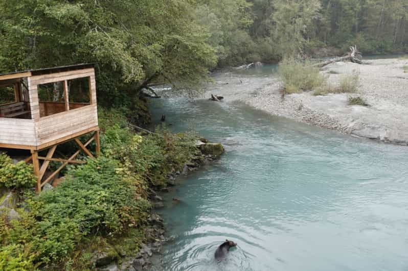 Vancouver Island: grizzlybeertour van een hele dag bij Toba Inlet ...