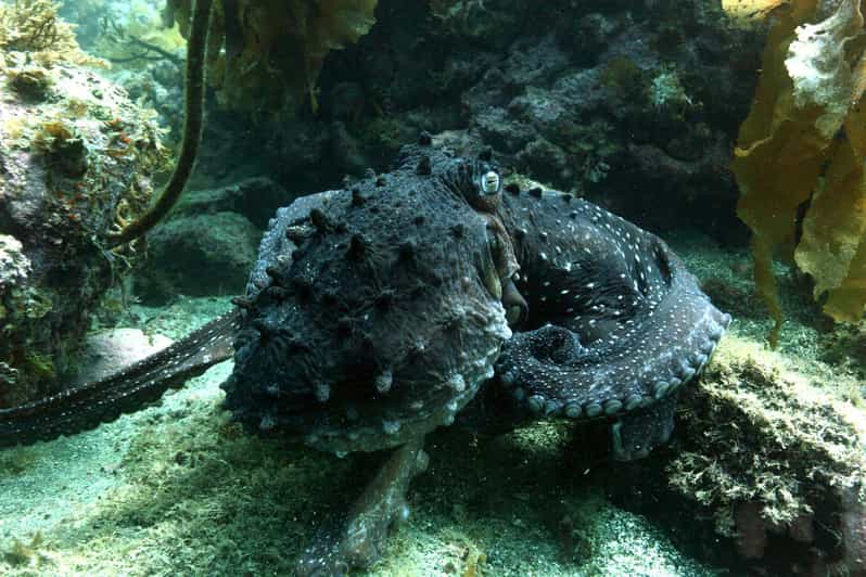 Warkworth: Full-Day Scuba Dive Charter at Hen and Chickens | GetYourGuide