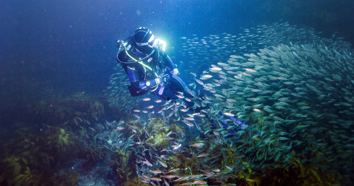 Little Barrier Island: Full-Day Scuba Dive Charter | GetYourGuide