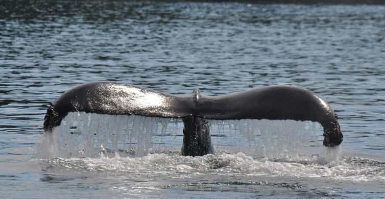 Campbell River: 4-Hour Ocean Rapids Ride | GetYourGuide