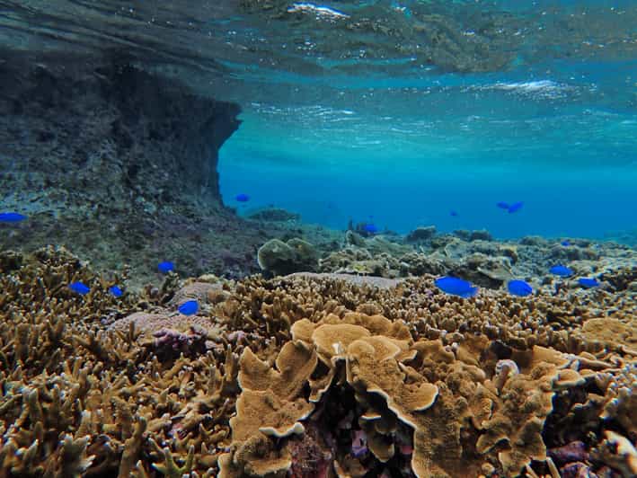 Isla Miyako: experiencia de kayak y esnórquel | GetYourGuide