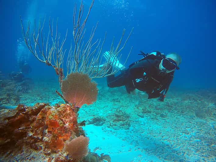 Cancun: Scuba Diving for Certified Divers, 3 options to dive | GetYourGuide