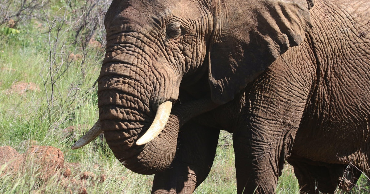 Addo Elephant Park Tours . | GetYourGuide