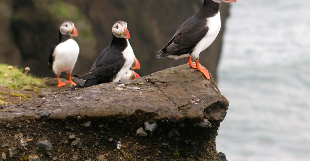 Puffin Watching Yacht Cruise from Downtown Reykjavík | GetYourGuide