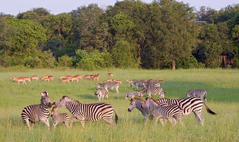 3 Days 2 Nights Panorama Tour & Kruger National park Safari | GetYourGuide