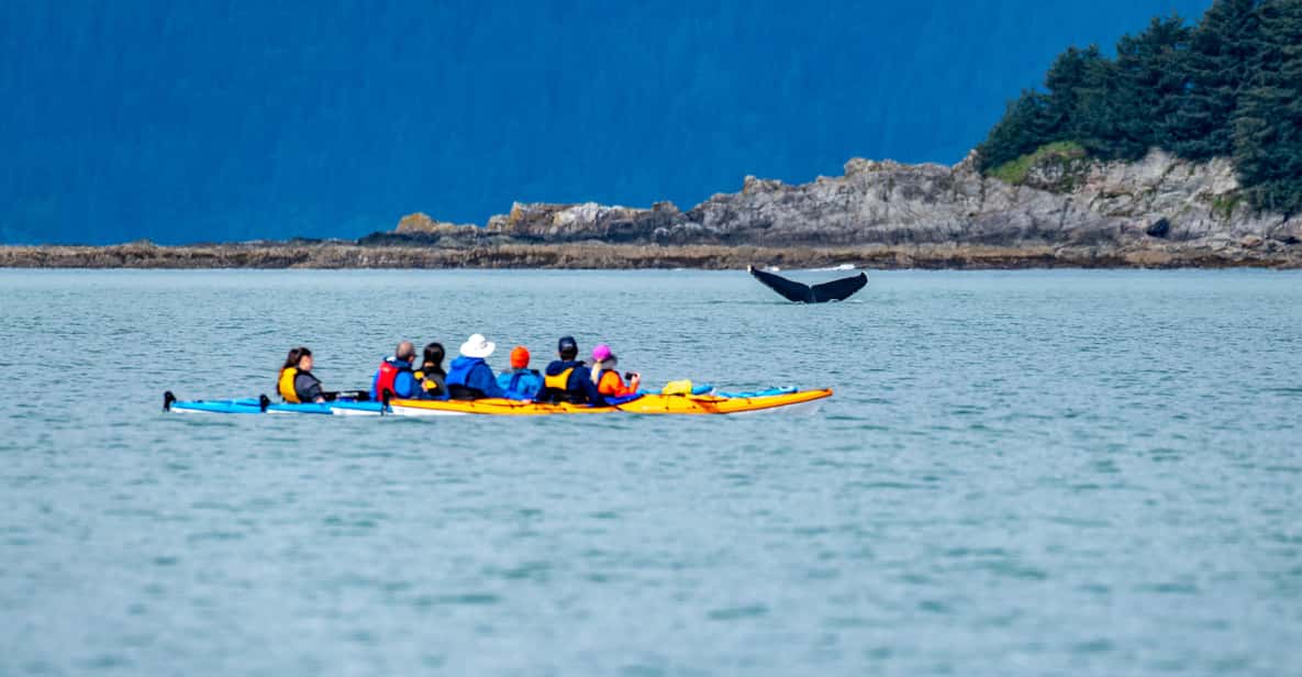 Juneau: Paddle with Whales Kayak Adventure | GetYourGuide