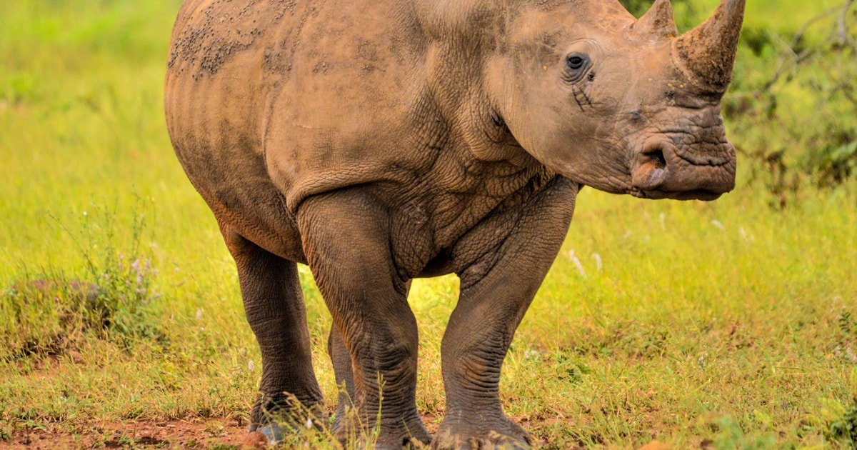 Da Johannesburg: safari di rinoceronti e leoni e tour della grotta ...