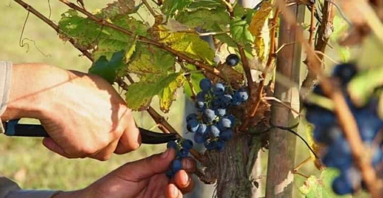 Buenos Aires: Wine Tasting and Lunch at Bodega Gamboa | GetYourGuide