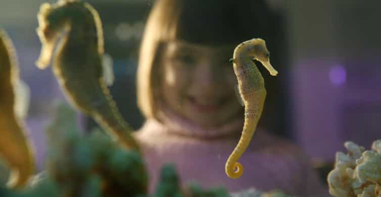 SEA LIFE Timmendorfer Strand Biljett | GetYourGuide
