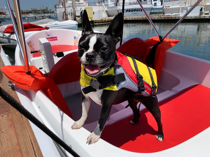 San Diego Bay: Eco Pedal Boat Rentals | GetYourGuide San Diego Bay: Eco Pedal Boat Rentals | GetYourGuide