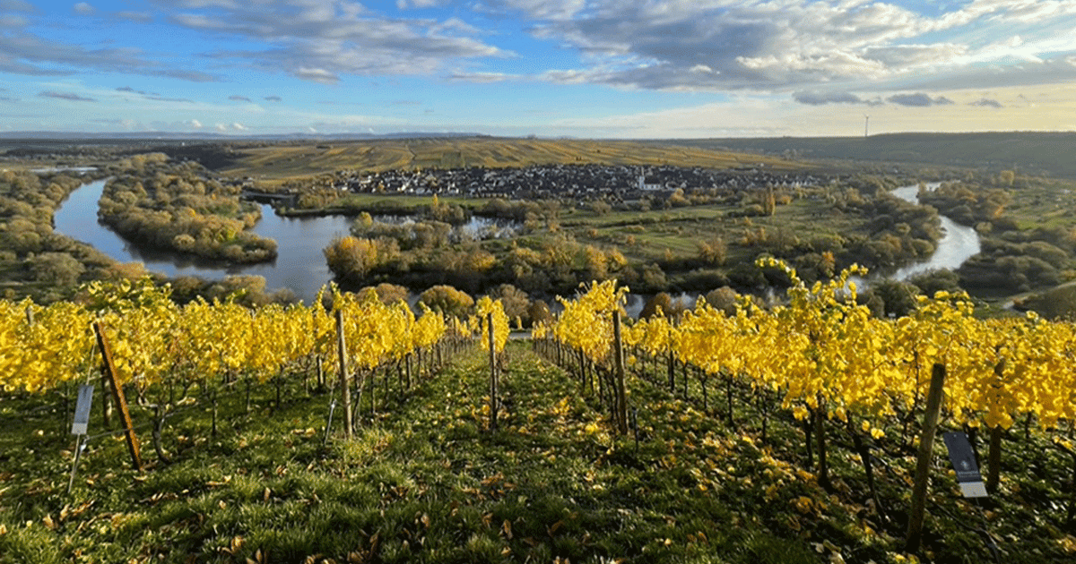 Fall wine hike from Volkach to the terroir f at the Vogelsburg ...