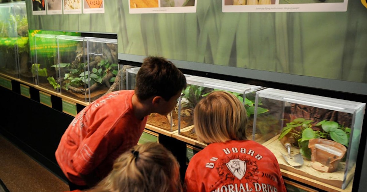 Houston Museum of Natural Science: Cockrell Butterfly Center | GetYourGuide