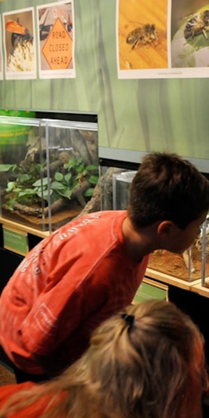Houston Museum of Natural Science: Cockrell Butterfly Center | GetYourGuide