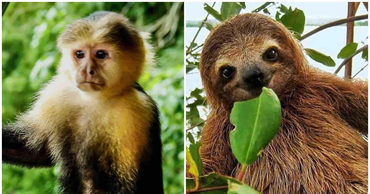 Panama: Monkey Island, Sloth Sanctuary and Panama Canal Tour | GetYourGuide