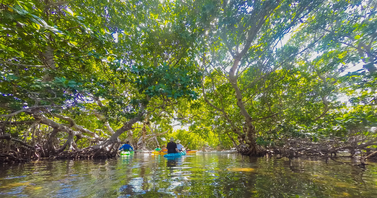 Miami : Visite de Key West avec plongée en apnée et kayak | GetYourGuide