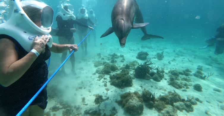 St Thomas: Dolphin Trek | GetYourGuide
