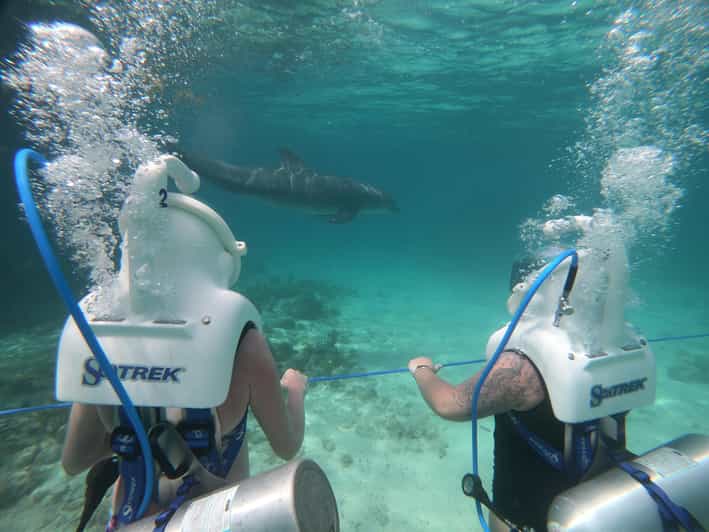 St Thomas: Dolphin Trek | GetYourGuide
