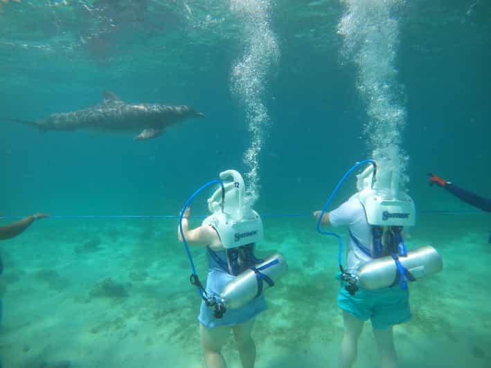 St Thomas: Dolphin Trek | GetYourGuide