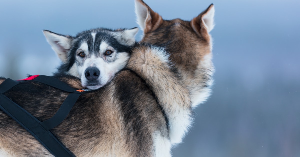 Levi: 7 km Self-Drive Husky Sledding Adventure | GetYourGuide