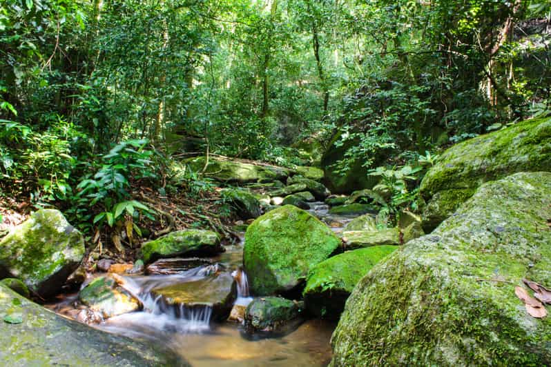 Rio: Tijuca National Park Private Guided Hike with Transfer | GetYourGuide