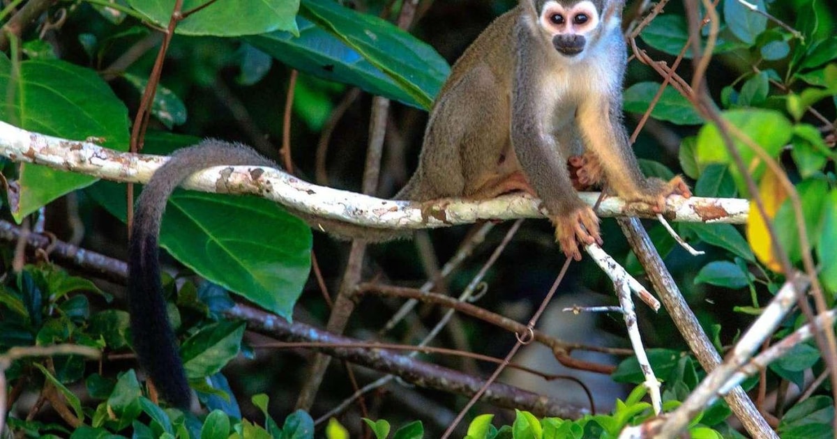 Monkey Island + Lake Sandoval + Tapir trail hike 3D/2N | GetYourGuide
