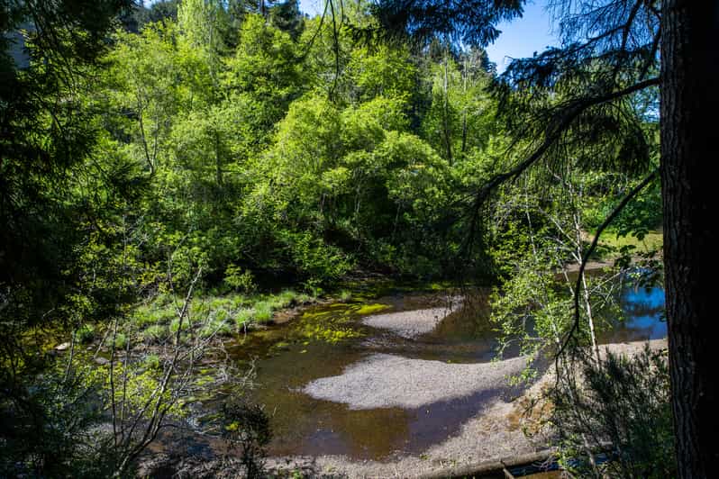 Mendocino County: Railbiking Tour Along the Noyo River | GetYourGuide
