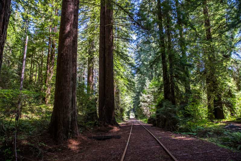 Mendocino County: Railbiking Tour Along the Noyo River | GetYourGuide