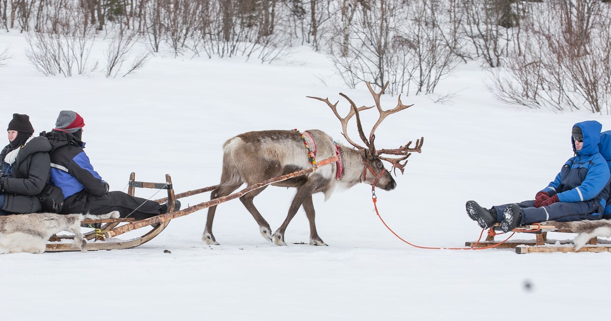 From Tromsø: Camp Tamok Reindeer Sledding & Ice Domes Visit | GetYourGuide