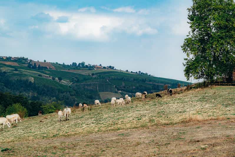 From Milan: Wine Tasting Tour in the Countryside | GetYourGuide