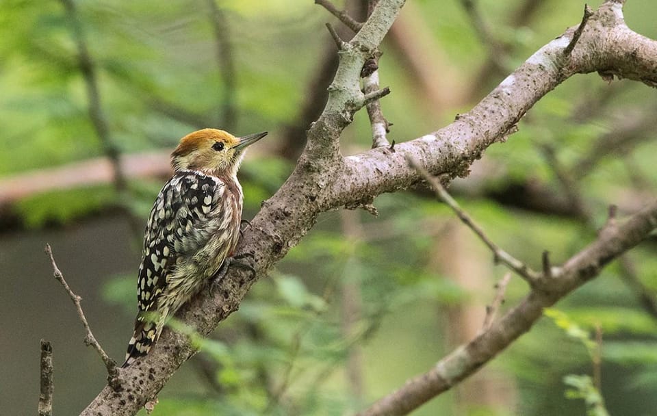 Gujarat: Park Devalia (Devaliya) - safari jeepem z przewodnikiem ...