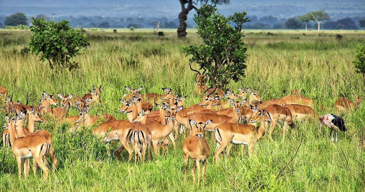 From Dar es Salaam or Zanzibar: 2-Day Mikumi National Park … | GetYourGuide