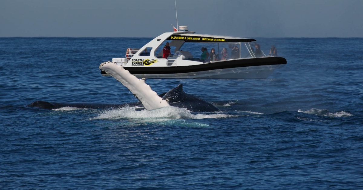 Mooloolaba: Whale Watching Cruise | GetYourGuide