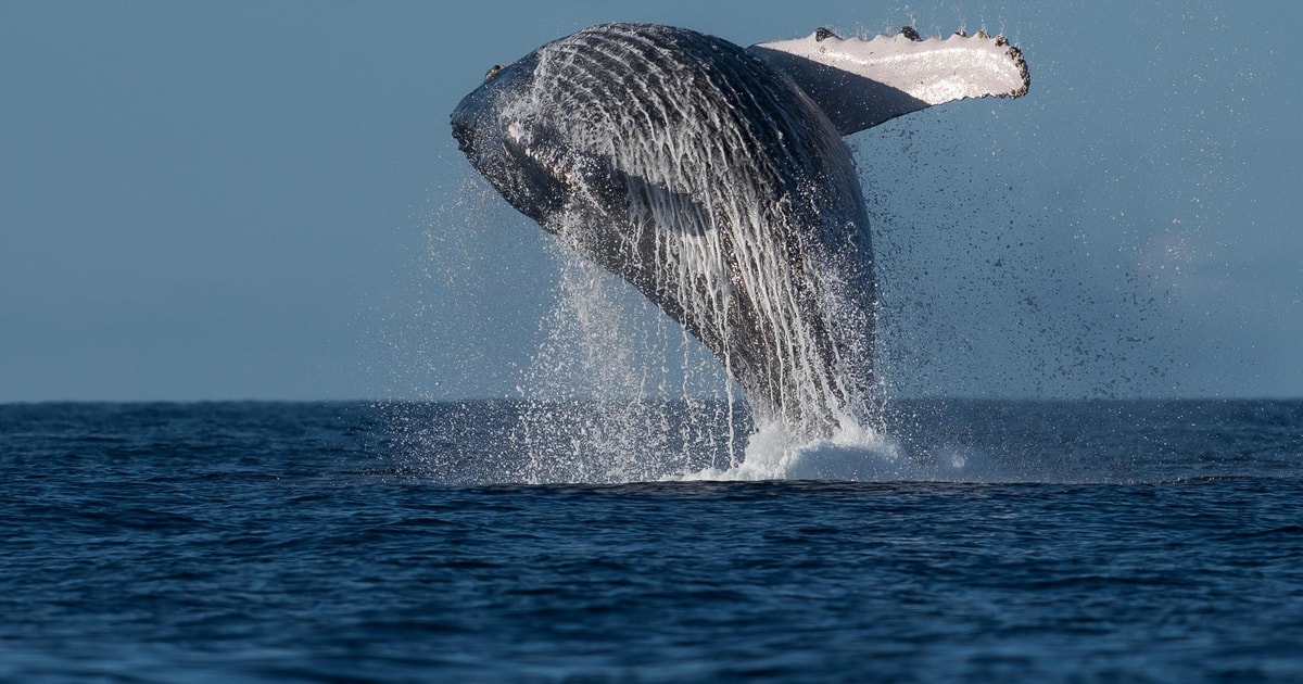 Mooloolaba: Whale Watching Cruise | GetYourGuide