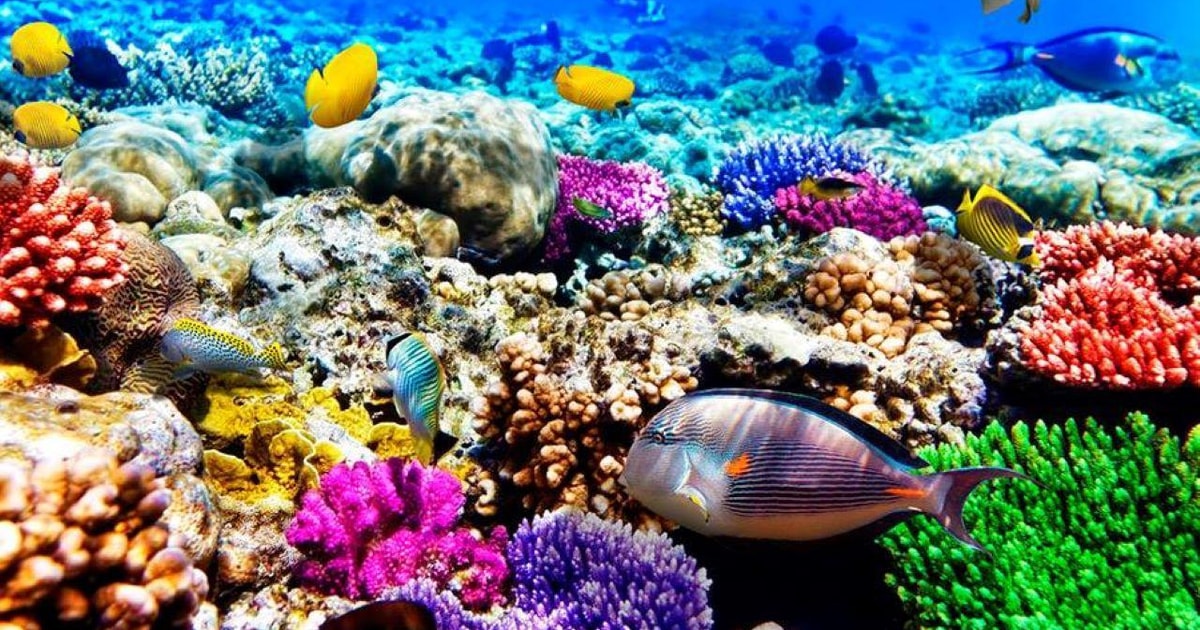 Mnemba Snorkeling, Horseback Riding, The Rock Restaurant | GetYourGuide