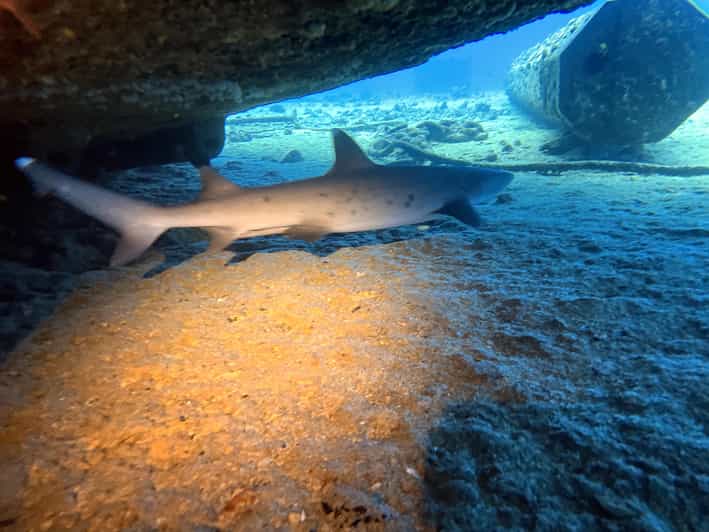 Oahu Night Dive: Adventure for Certified Divers | GetYourGuide