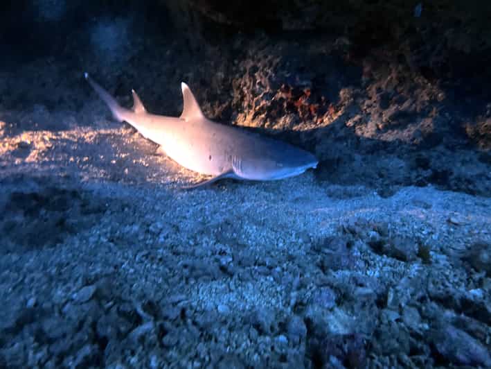 Oahu Night Dive: Adventure for Certified Divers | GetYourGuide