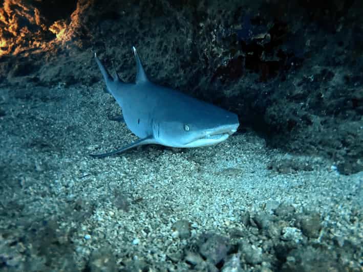 Oahu Night Dive: Adventure for Certified Divers | GetYourGuide