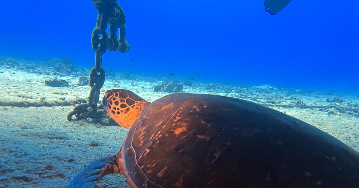 Oahu Night Dive: Adventure for Certified Divers | GetYourGuide