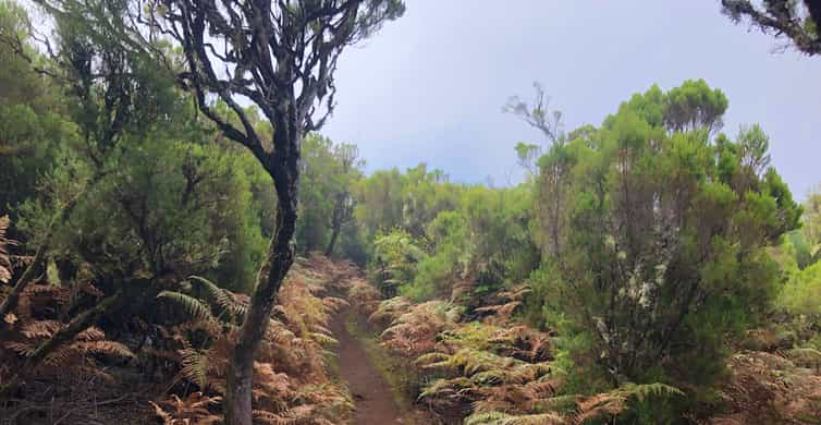 Madeira: Private Guided Vereda do Fanal Walk PR13 | GetYourGuide