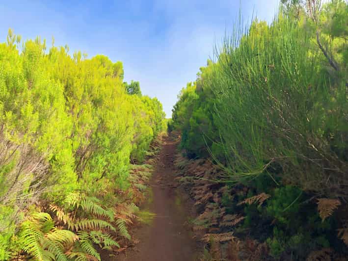 Madeira: Private Guided Vereda do Fanal Walk PR13 | GetYourGuide